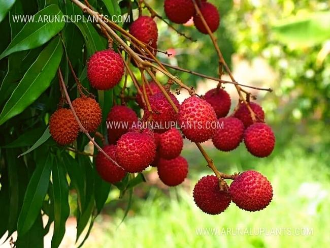 Lychee | Litchi chinensis | Chinese Plum | ලිචී