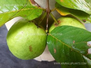 Apple Guava | Apple Pera | Lanka Giant | ඇපල් පේර