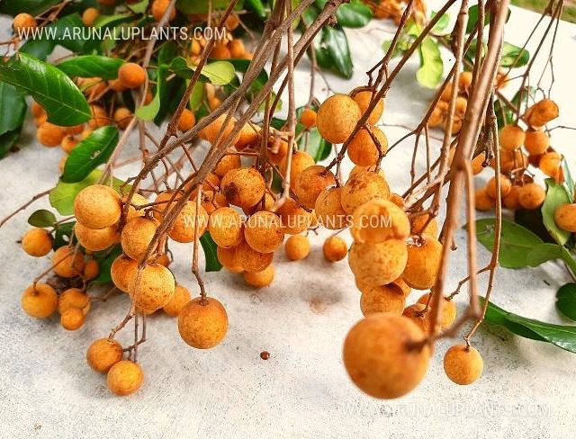 Fire Flame Bush | Woodfordia fruticosa | Malitha