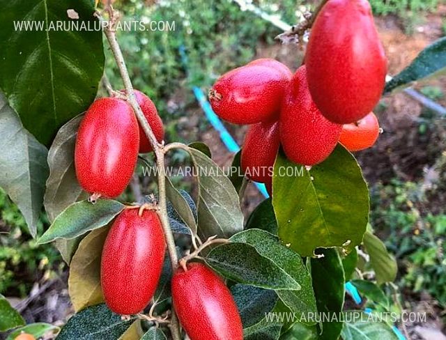 soh shang fruit | Arunalu Plants
