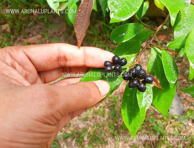 fruits plants for sale in sri lanka | Arunalu Plants