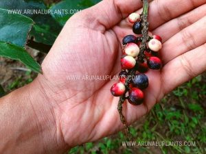 Karawala Kebella | Antidesma bunius | Bignay Plant | කරවල කැබැල්ල