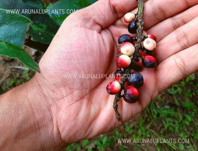 antidesma bunius uses | Arunalu Plants