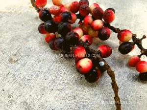 Karawala Kebella | Antidesma bunius | Bignay Plant | කරවල කැබැල්ල