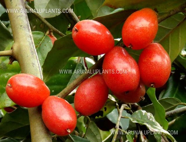 soh shang fruit | Arunalu Plants