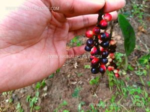 Karawala Kebella | Antidesma bunius | Bignay Plant | කරවල කැබැල්ල