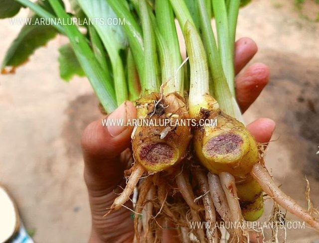 Kalu iguru pela | Arunalu Plants