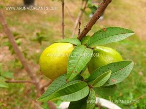 Dwarf Chinese Guava | Miniature Guava | Kuru Cheena Pera | කුරු චීන පේර ...