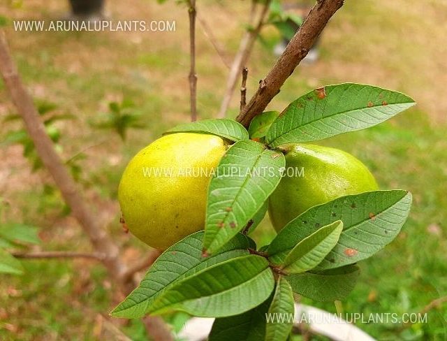 mini guava recipes | Arunalu Plants