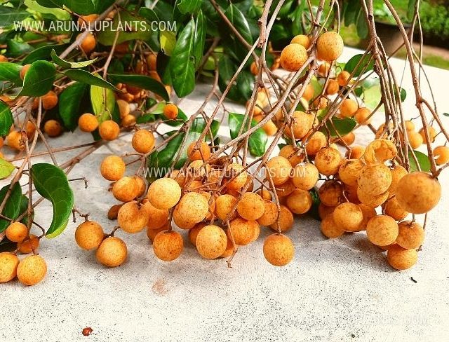 Fire Flame Bush | Woodfordia fruticosa | Malitha