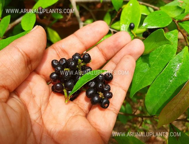 Fire Flame Bush | Woodfordia fruticosa | Malitha