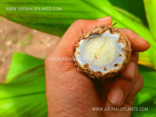 kali haldi uses | Arunalu Plants