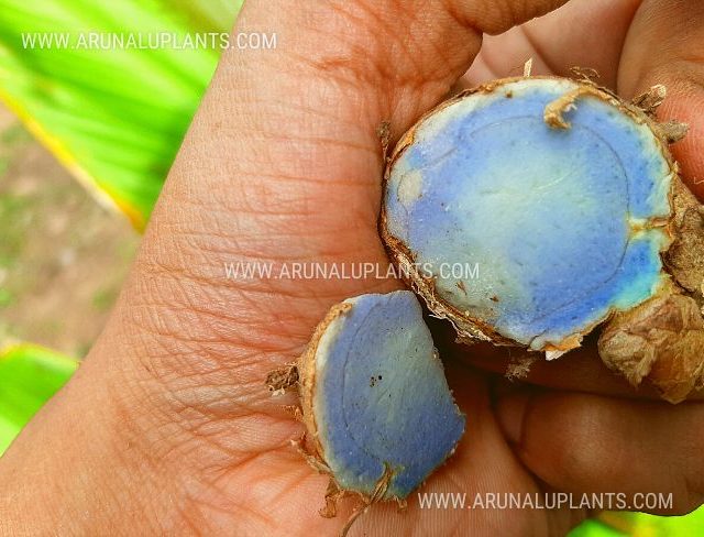 Herbs & Spices | Arunalu Plants