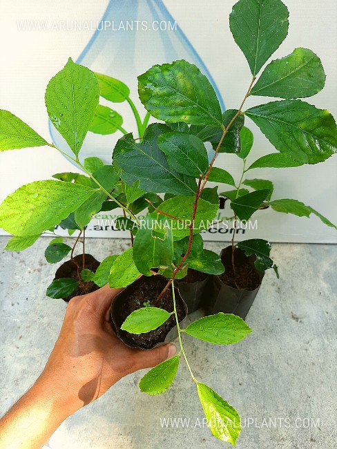 Intellect Plant | Black Oil Plant | Duhudu | Celastrus paniculatus | දුහුඳු