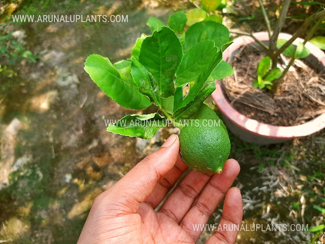Australian Beach Cherry | Eugenia reinwardtiana | Cedar Bay Cherry
