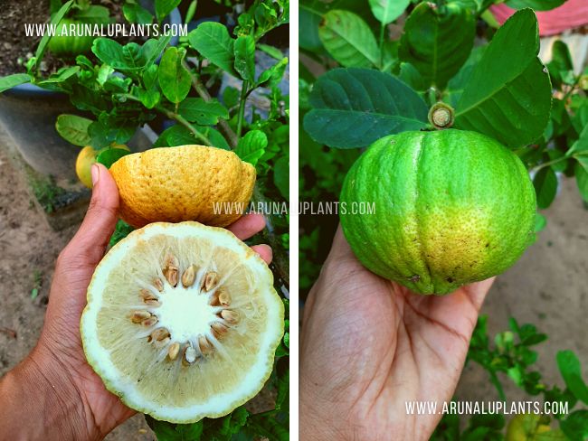 Pumpkin Lemon | Citrus limon | Pumpkin Shaped Lemon | පම්කින් ලෙමන්