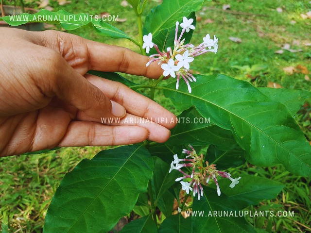 ඒකාවේරිය (සර්පගන්ධ) හා එහි ඖෂධීය ගුණ | Arunalu Plants