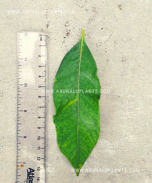 ඒකාවේරිය (සර්පගන්ධ) හා එහි ඖෂධීය ගුණ | Arunalu Plants
