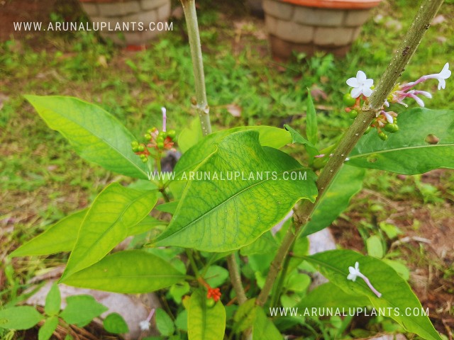 ඒකාවේරිය (සර්පගන්ධ) හා එහි ඖෂධීය ගුණ | Arunalu Plants