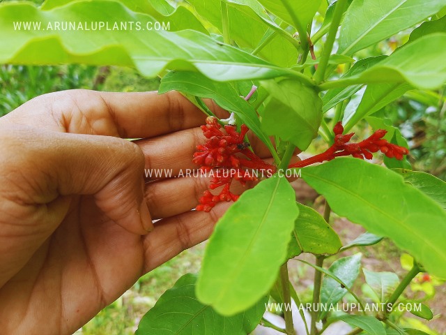 ඒකාවේරිය (සර්පගන්ධ) හා එහි ඖෂධීය ගුණ | Arunalu Plants