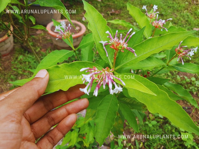 ඒකාවේරිය (සර්පගන්ධ) හා එහි ඖෂධීය ගුණ | Arunalu Plants