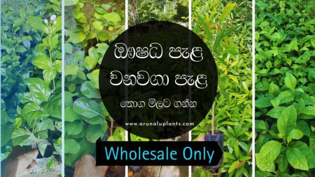 ඖෂධ හා වනවගා පැළ තොග ඇණවුම් ගැනීමට | Pre Order Plants (Wholesale ...