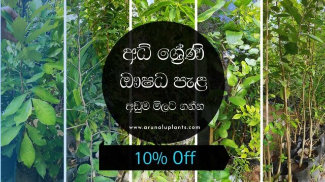 අඩුම මිලට අධි ශ්‍රේණි ඖෂධ හා වනවගා පැළ (ගෙවතු අලංකරණයට වඩාත් සුදුසුයි ...