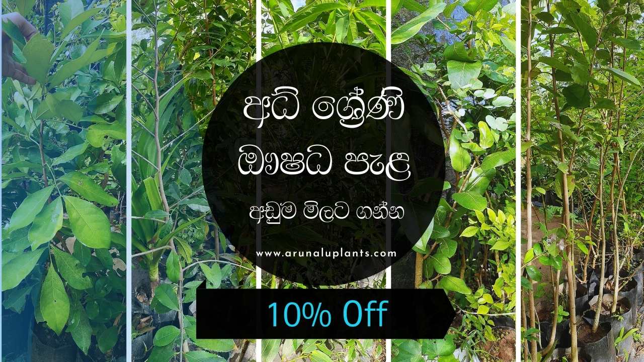 අඩුම මිලට අධි ශ්‍රේණි ඖෂධ හා වනවගා පැළ (ගෙවතු අලංකරණයට වඩාත් සුදුසුයි ...
