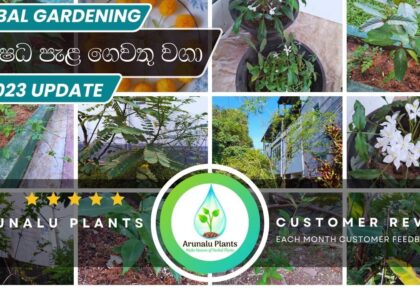 ඒකාවේරිය (සර්පගන්ධ) හා එහි ඖෂධීය ගුණ | Arunalu Plants