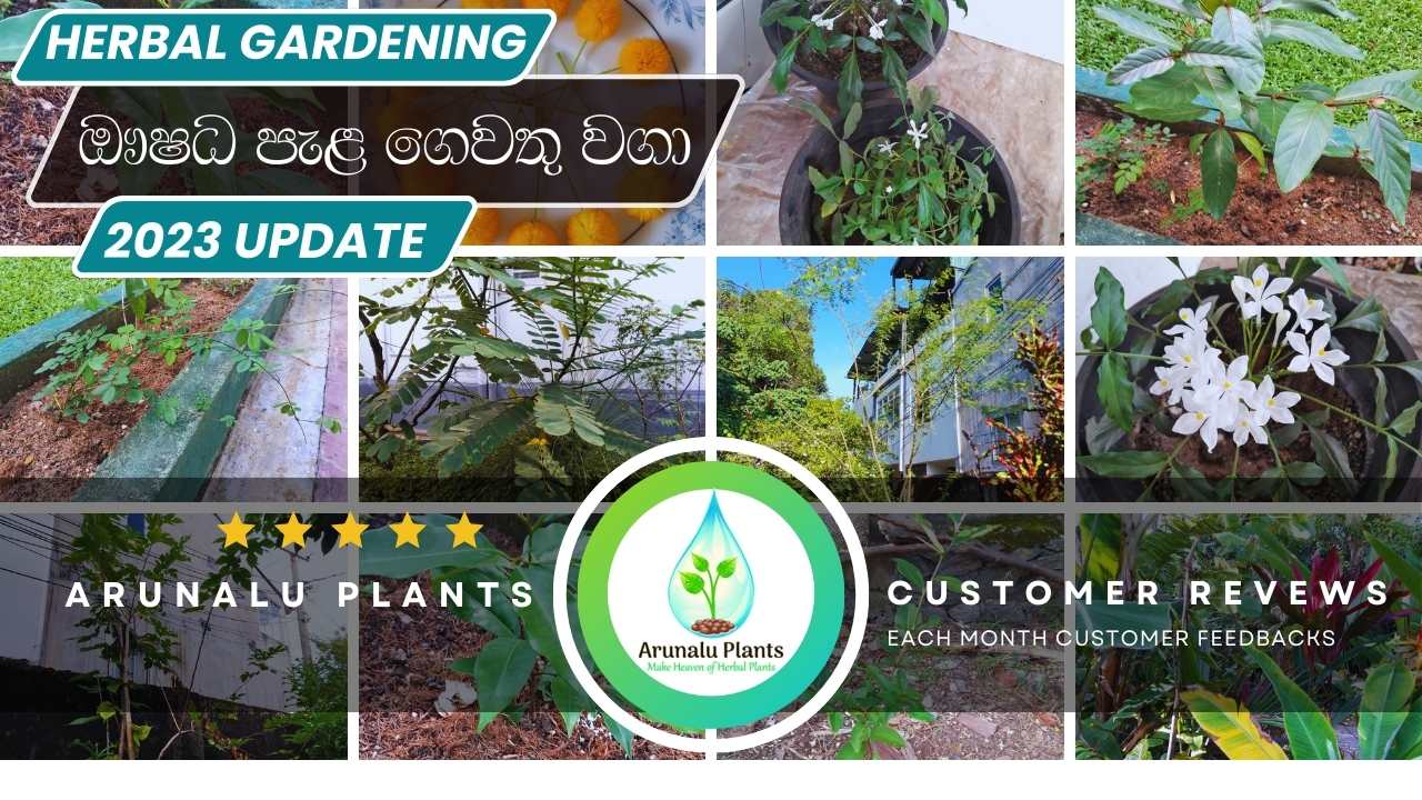 අරුණලු පැළ තවානෙන් ඖෂධ පැල මිලදී ගත් පාරිභෝගිකයන්ගේ ඔසු උයන් වල ඡායාරූප එකතුව : Herbal Gardening ...